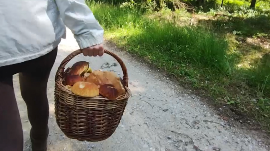 Popadało, przygrzało i się zaczęło… Wysyp grzybów w świętokrzyskich lasach