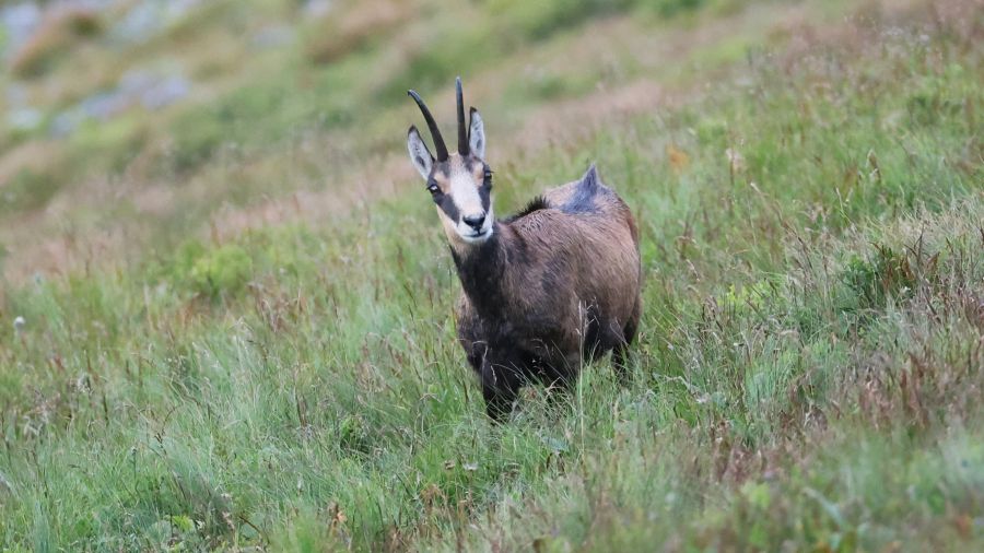 W Tatrach rozpoczęło się liczenie kozic