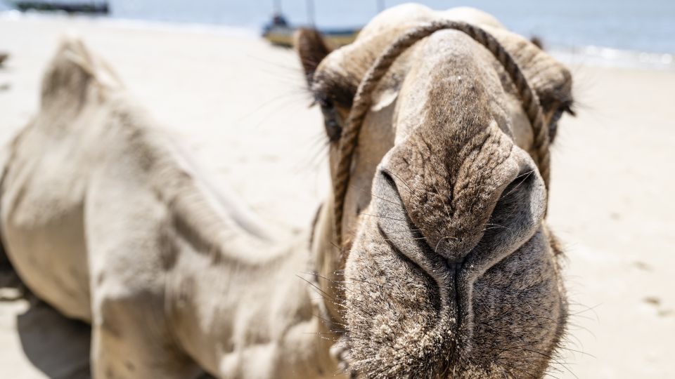 Polish scientists develop pioneering camel milk medical gel