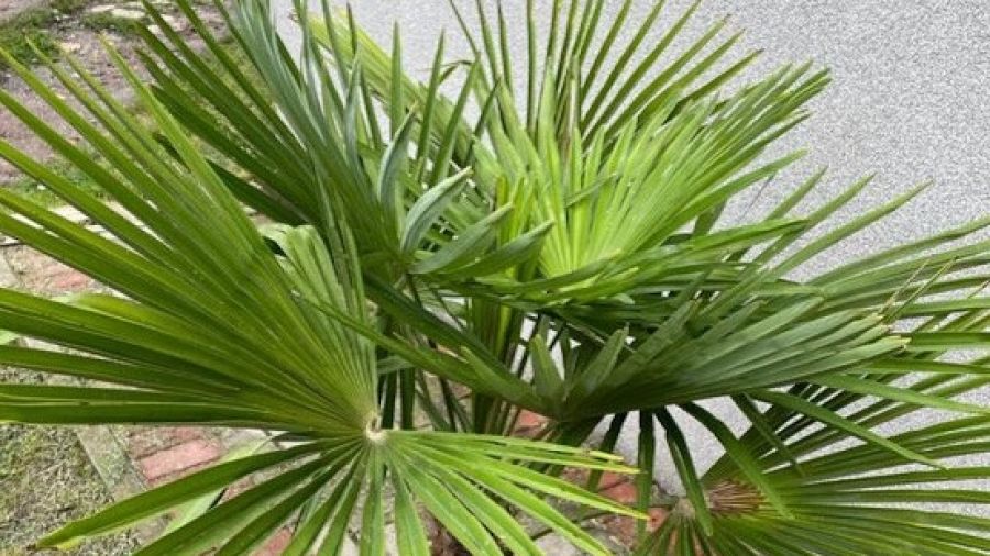 Zamarzy O Egzotycznej Ro Linie Wi C Ukrad Palm