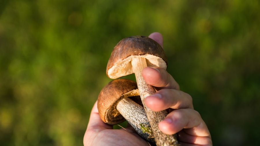 Kawa z żołędzi lub bukwi? Czemu nie! Sprawdź, co jeszcze można ...