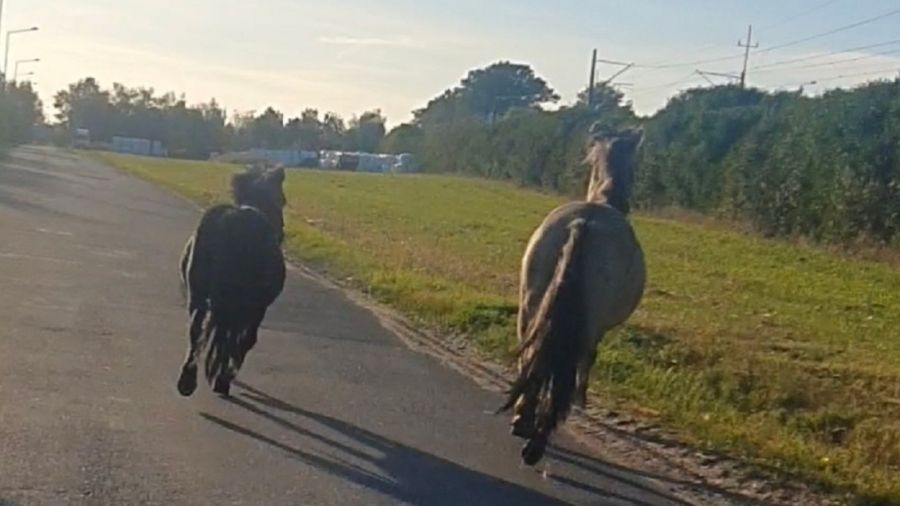 Po ulicach Nakła biegały dwa konie. Opiekunka zwierząt dostała mandat