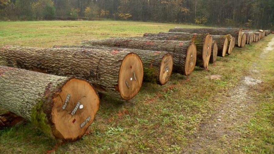 Polskie drewno sprzedaje się… na pniu. W Nadleśnictwie Włoszczowa rozpoczęła się jego licytacja