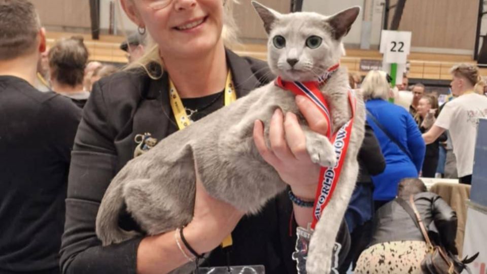 Polish cat is FELINE fine after being judged world’s most beautiful