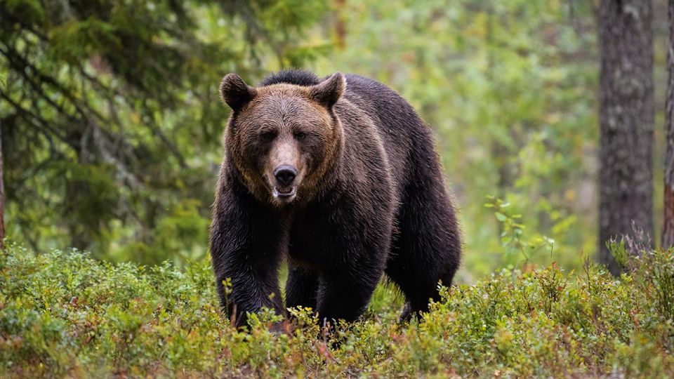 Podkarpacie, Bieszczady, przyroda, zwierzęta wieszwięcej - tvp.info