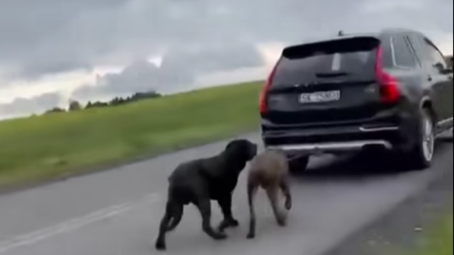 Ciągnął dwa psy za samochodem. Są nowe ustalenia policji!