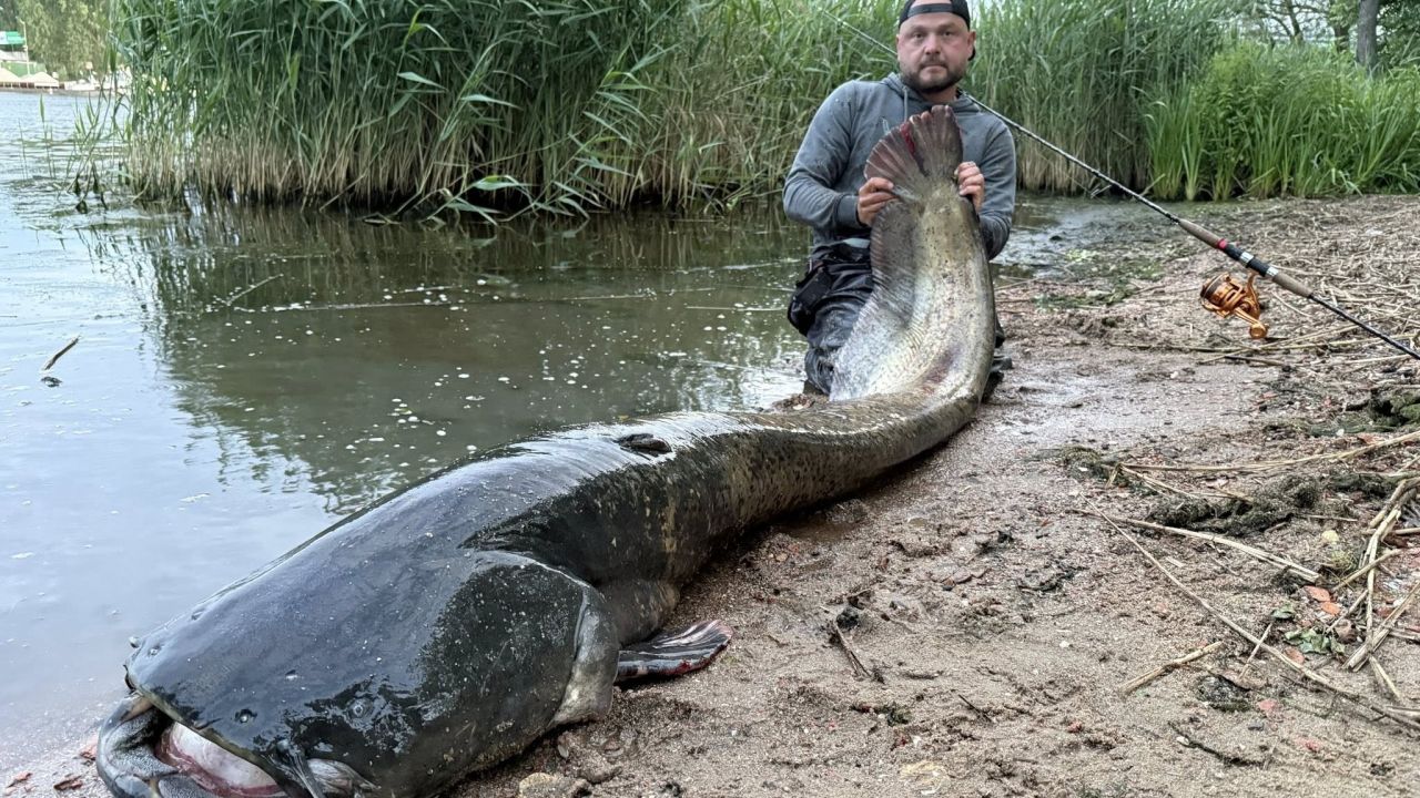 world's biggest catfish catch