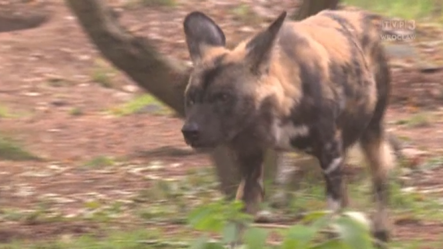 Likaony – w Polsce można je podziwiać tylko w ZOO Wrocław