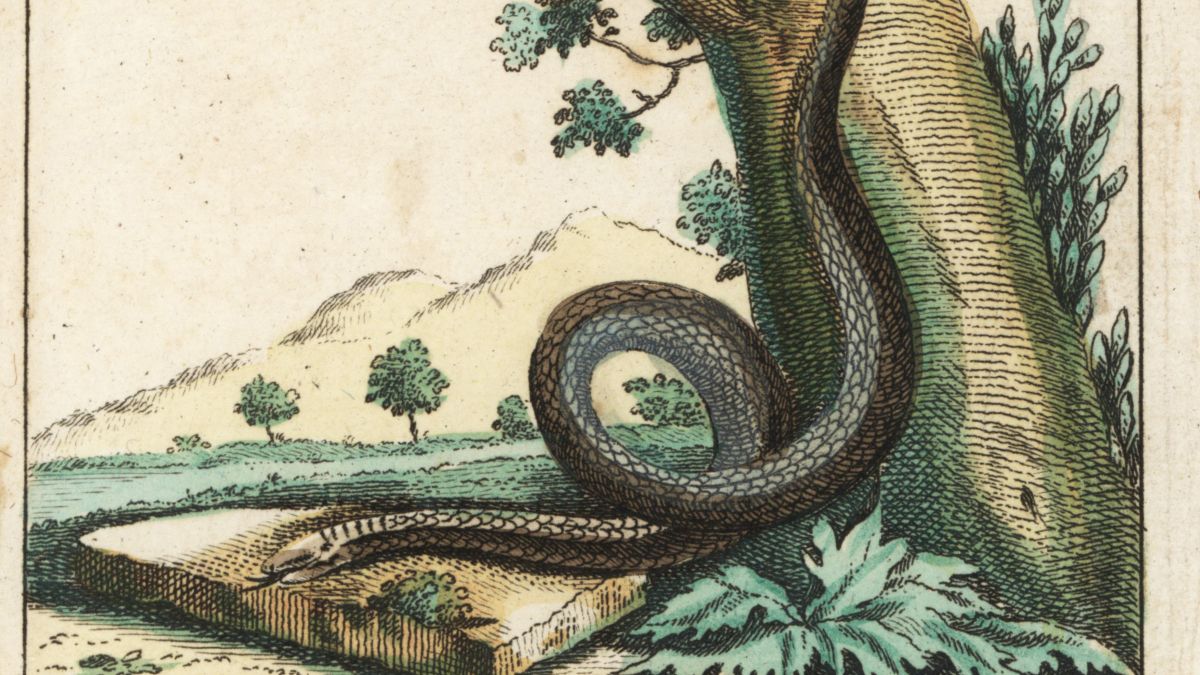 World’s largest prehistoric limbless lizards were from Poland, say ...