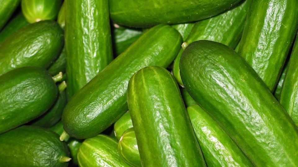 Cucumber imports to Poland from Russia reach four-year high