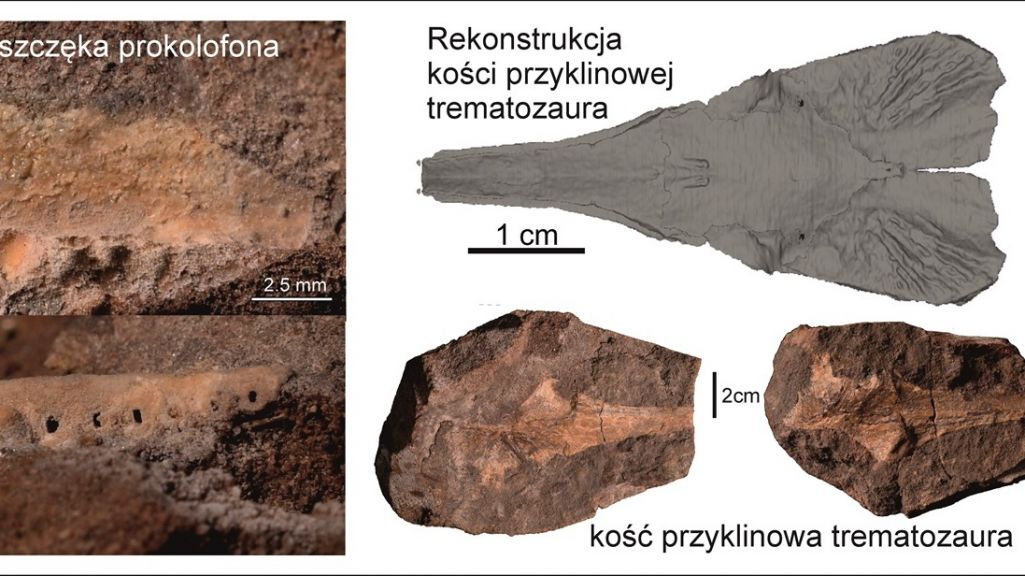 Trematosaur remains from 250 million years ago are Poland’s first