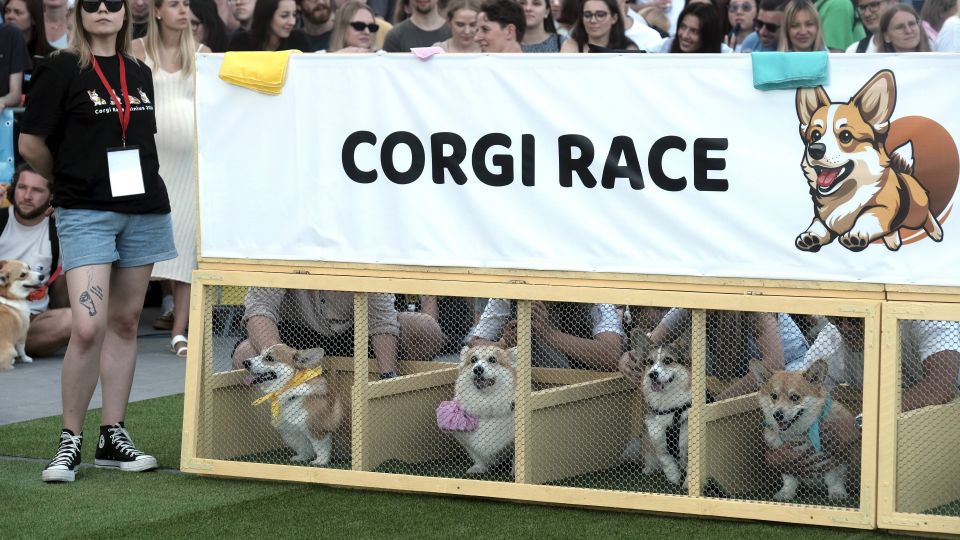 Vilnius hosts annual corgi race